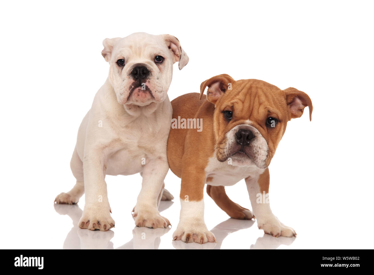 two adorable english bulldog puppies playing together on white ...