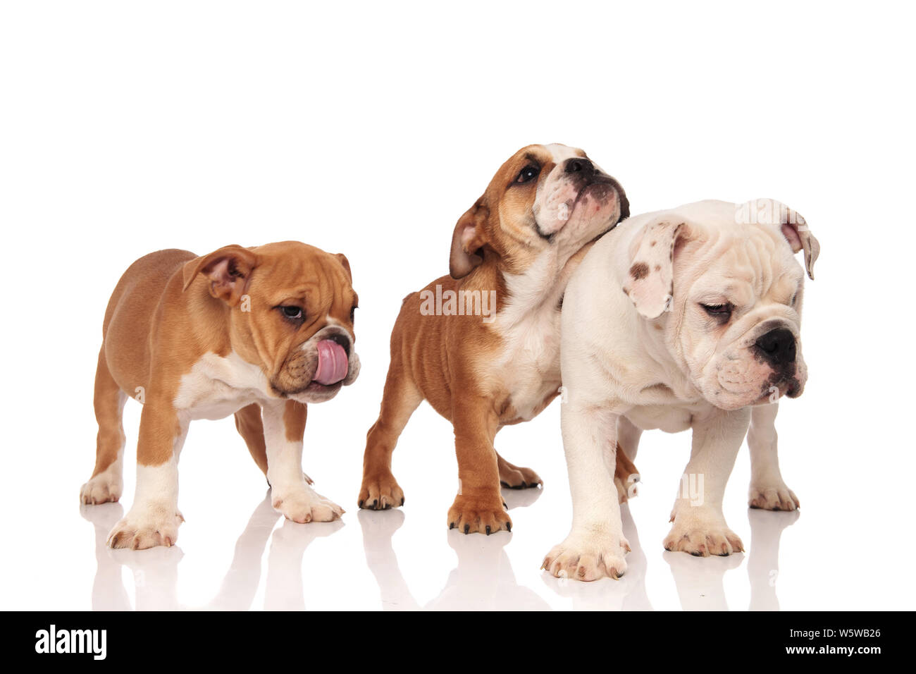 three english bulldogs puppies standing together on white background ...