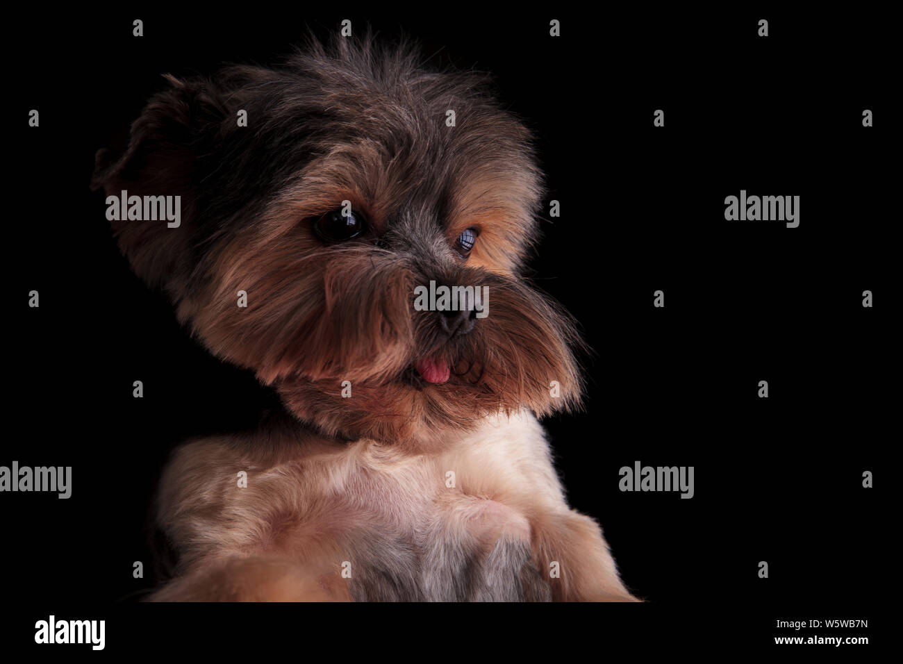 side view of a cute yorkshire terrier puppy dog on black background ...