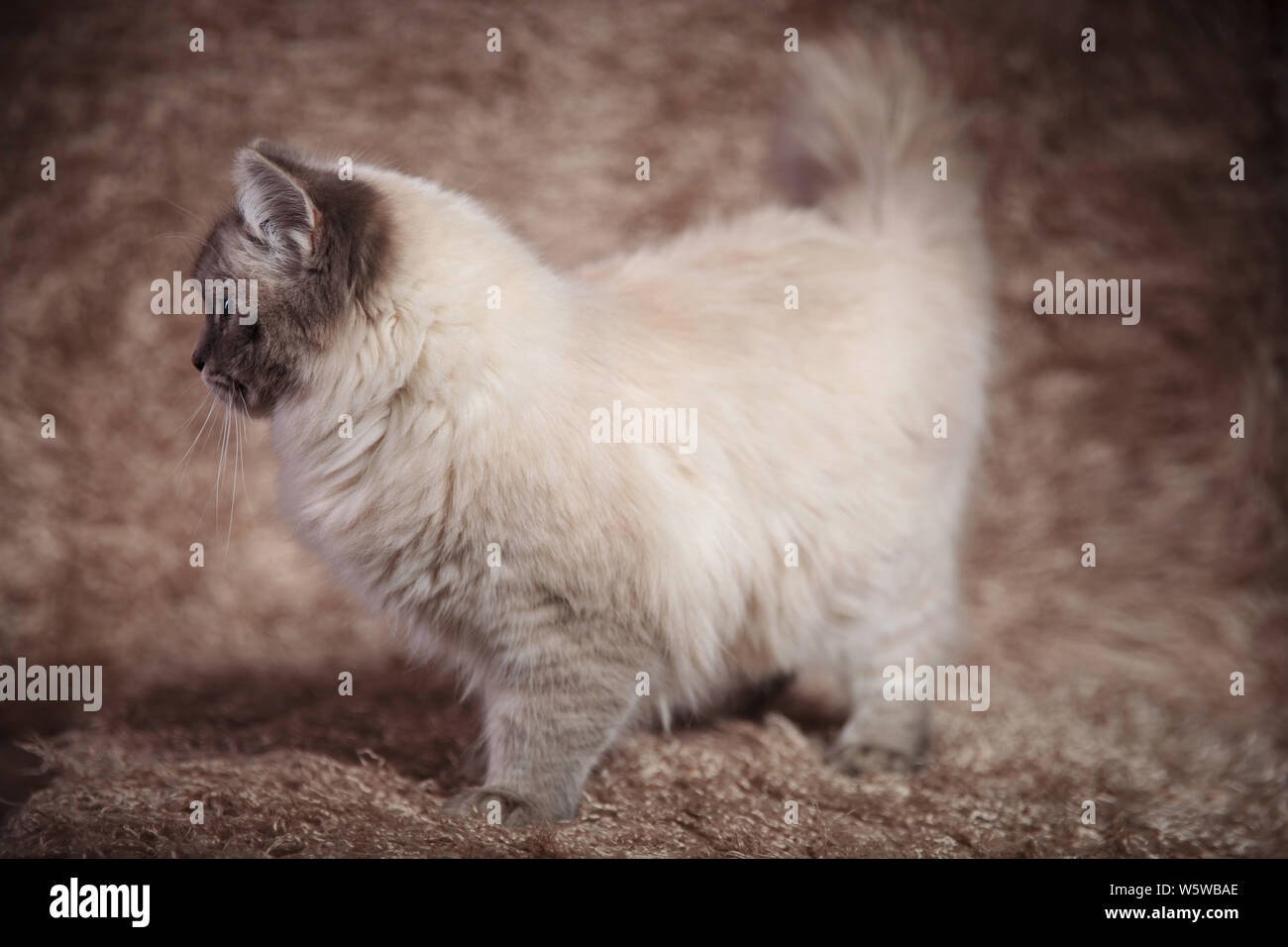 side view of a beautiful cat standing on furry background Stock Photo ...