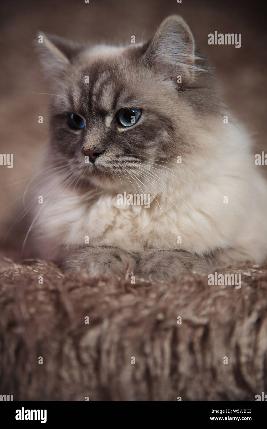 cool little furry cat lying on fur background in studio and looks to ...