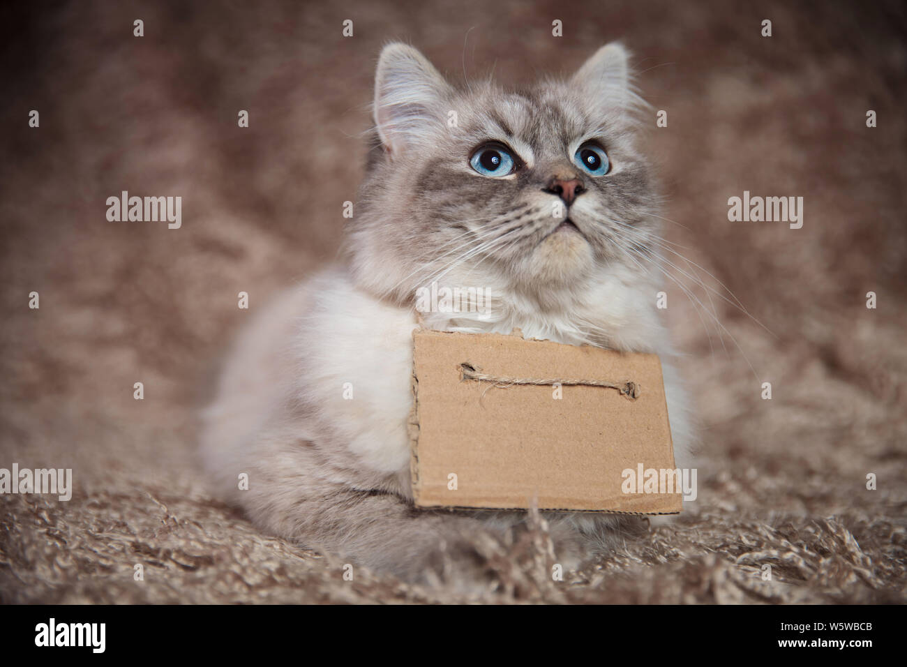 eager little cat wearing a sign is looking up for food while lying down ...