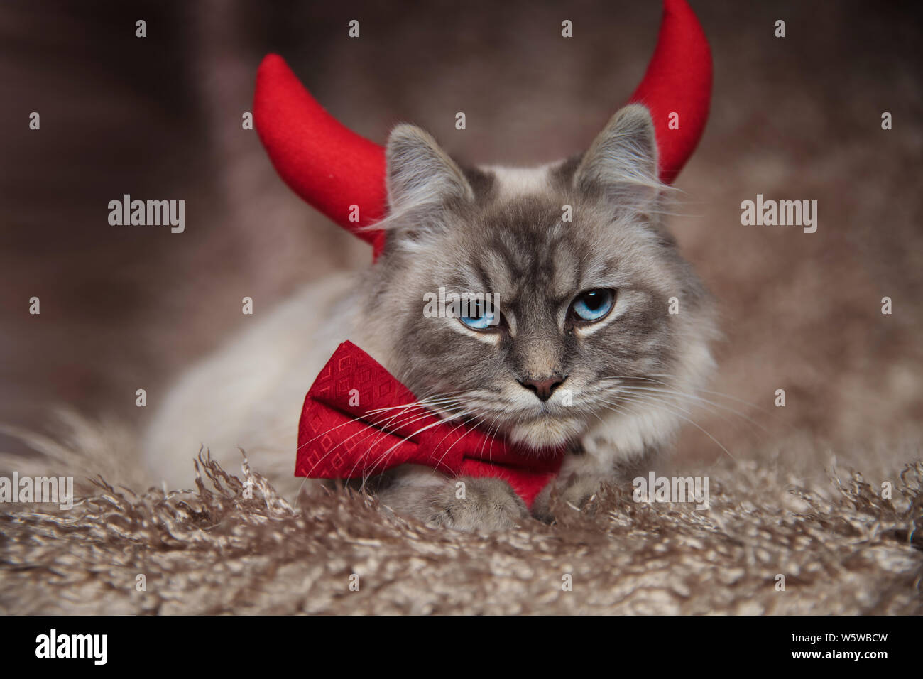 evil elegant cat wearing devil horns and is lying down on furry ...