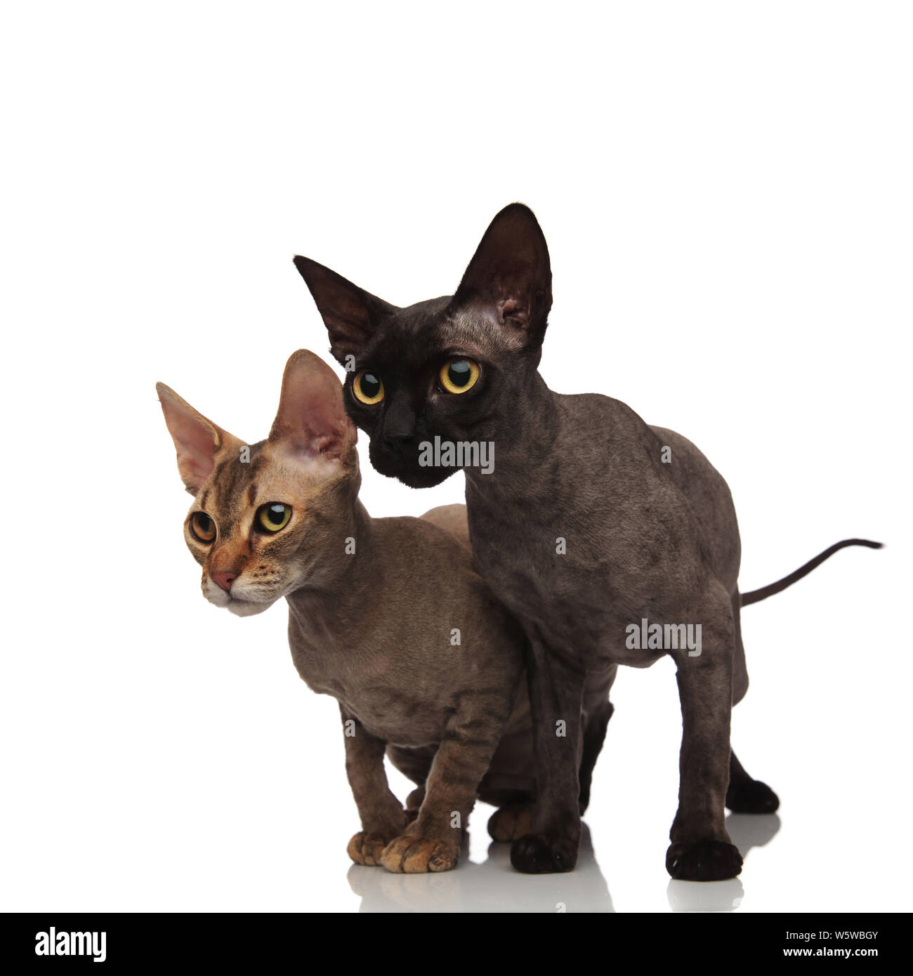 two cute cats standing together and look to side on white background ...