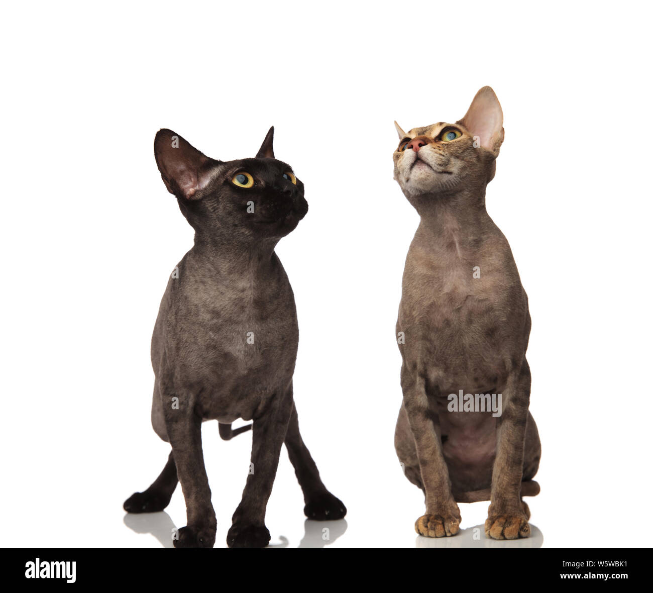 couple of cats are looking up at something on white background Stock ...