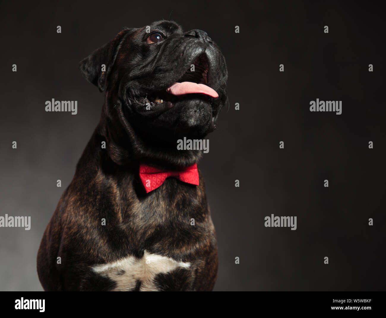 cute elegant boxer dog wearing red bowtie on grey background Stock ...