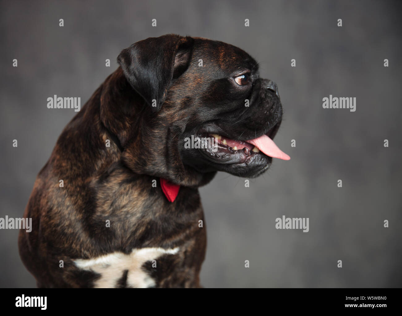 Side profile of boxer dog hi-res stock photography and images - Alamy