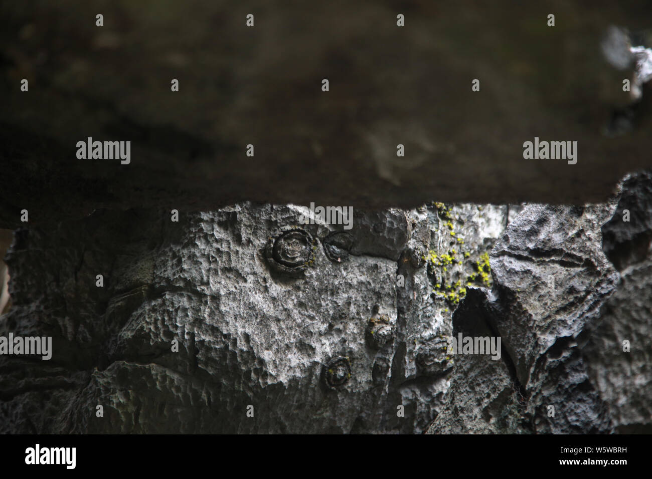 The "stone flowers", which are chert nodules, blossom at the Changshou ...