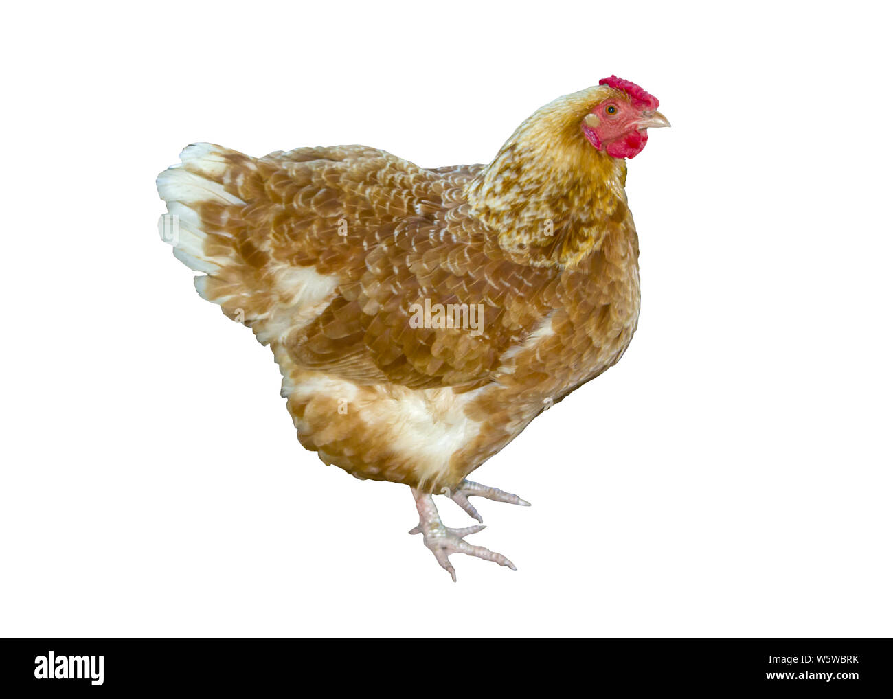 Hen standing chicken isolated on white background, blurred selective ...