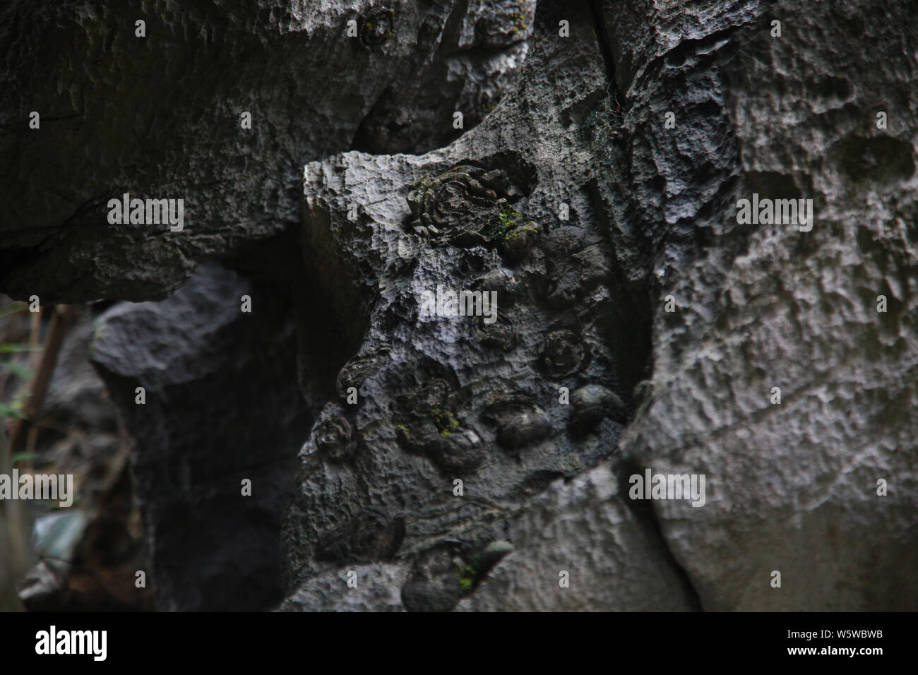 The "stone flowers", which are chert nodules, blossom at the Changshou ...