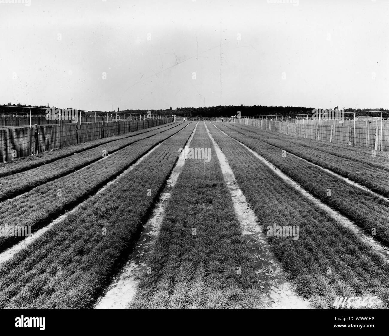 Photograph of Red Pine; Scope and content: Original caption: 2-2 red ...