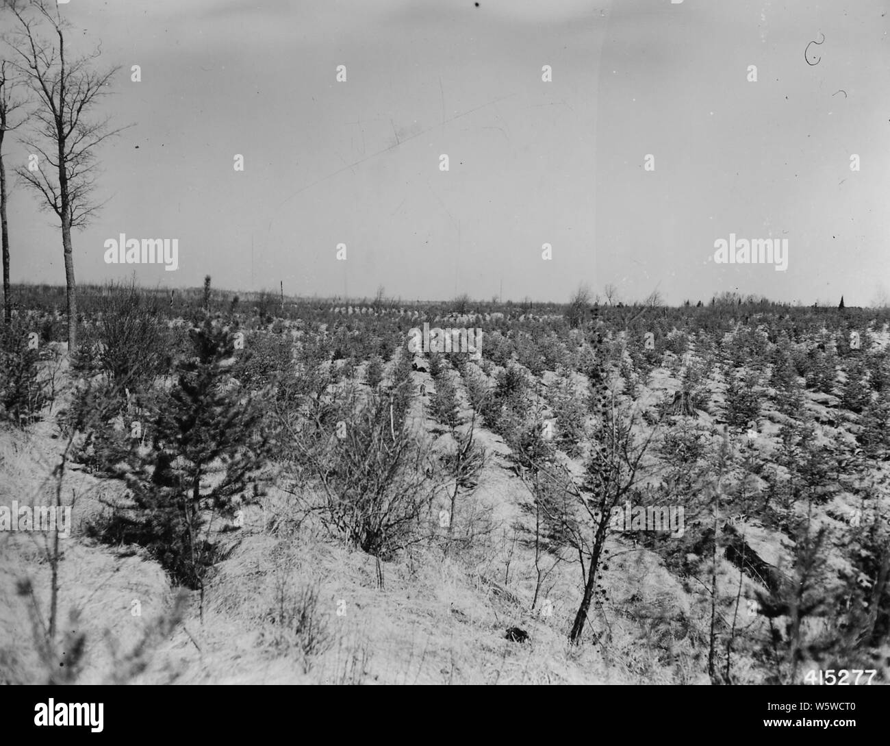 Photograph of Riley Creek Plantation Number 18; Scope and content ...