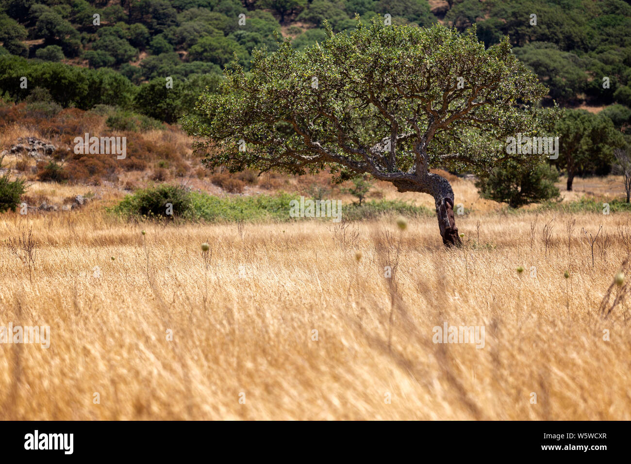 Lonely, crooked olive tree at hot summer day in middle of wheat field ...