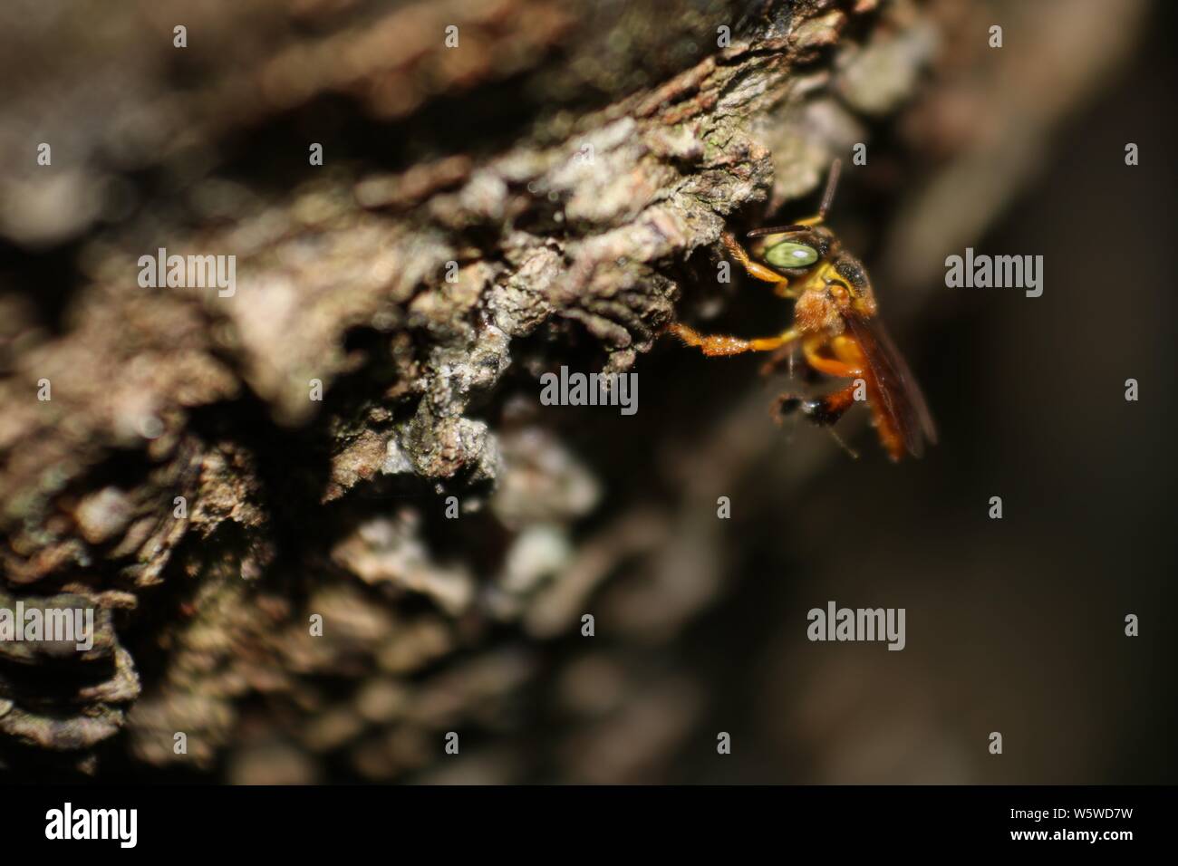 Jatai hi-res stock photography and images - Alamy