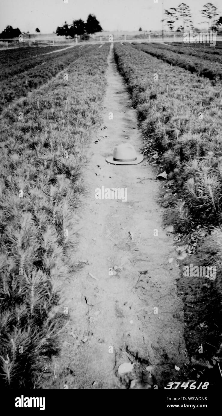 Photograph of Shortleaf Pine; Scope and content: Original caption: 1-0 ...