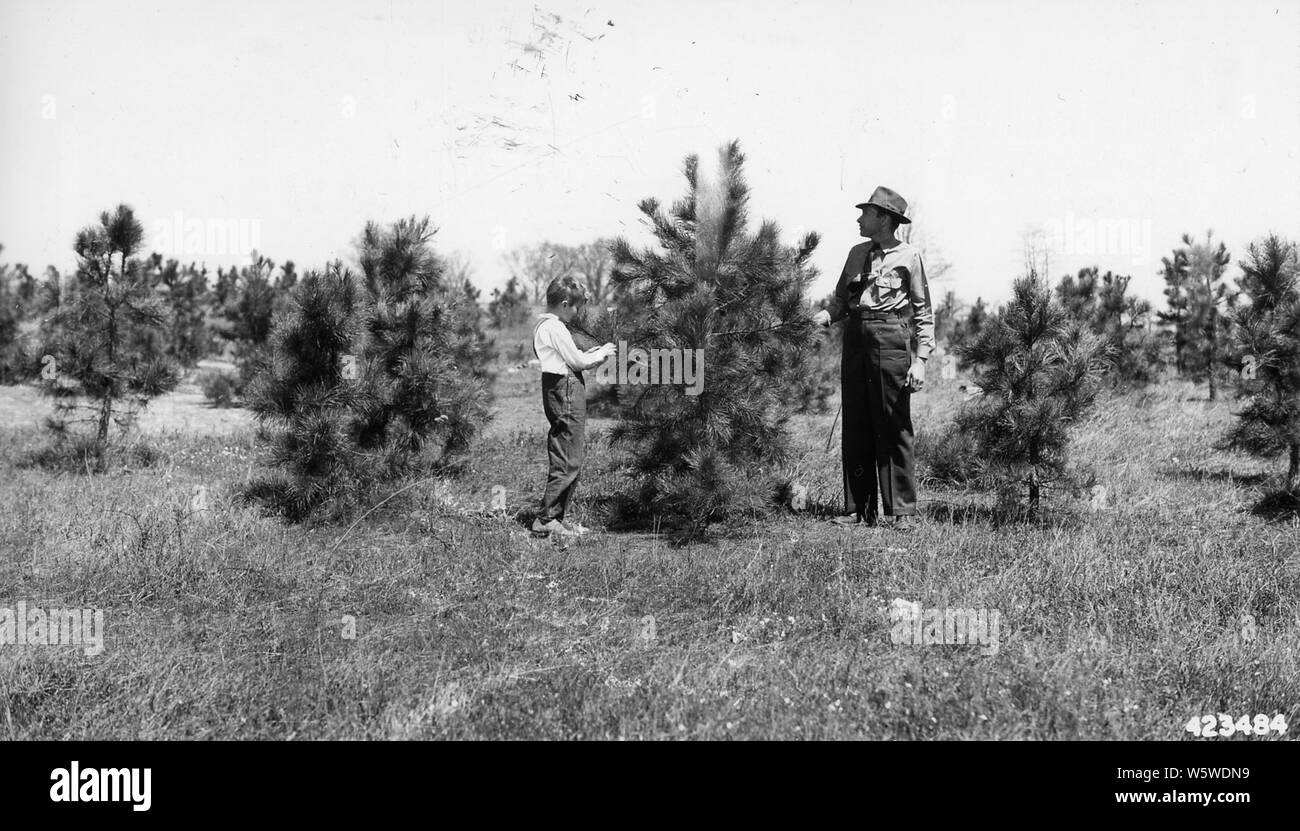Shortleaf pine plantation on a private farm near farmington hi-res ...
