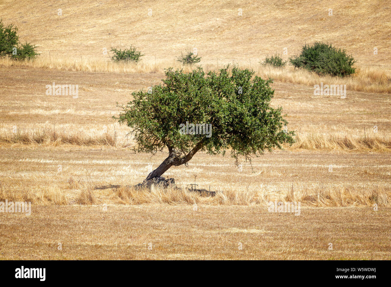 Lonely, crooked olive tree at wheat field. Very hot summer day in calm ...