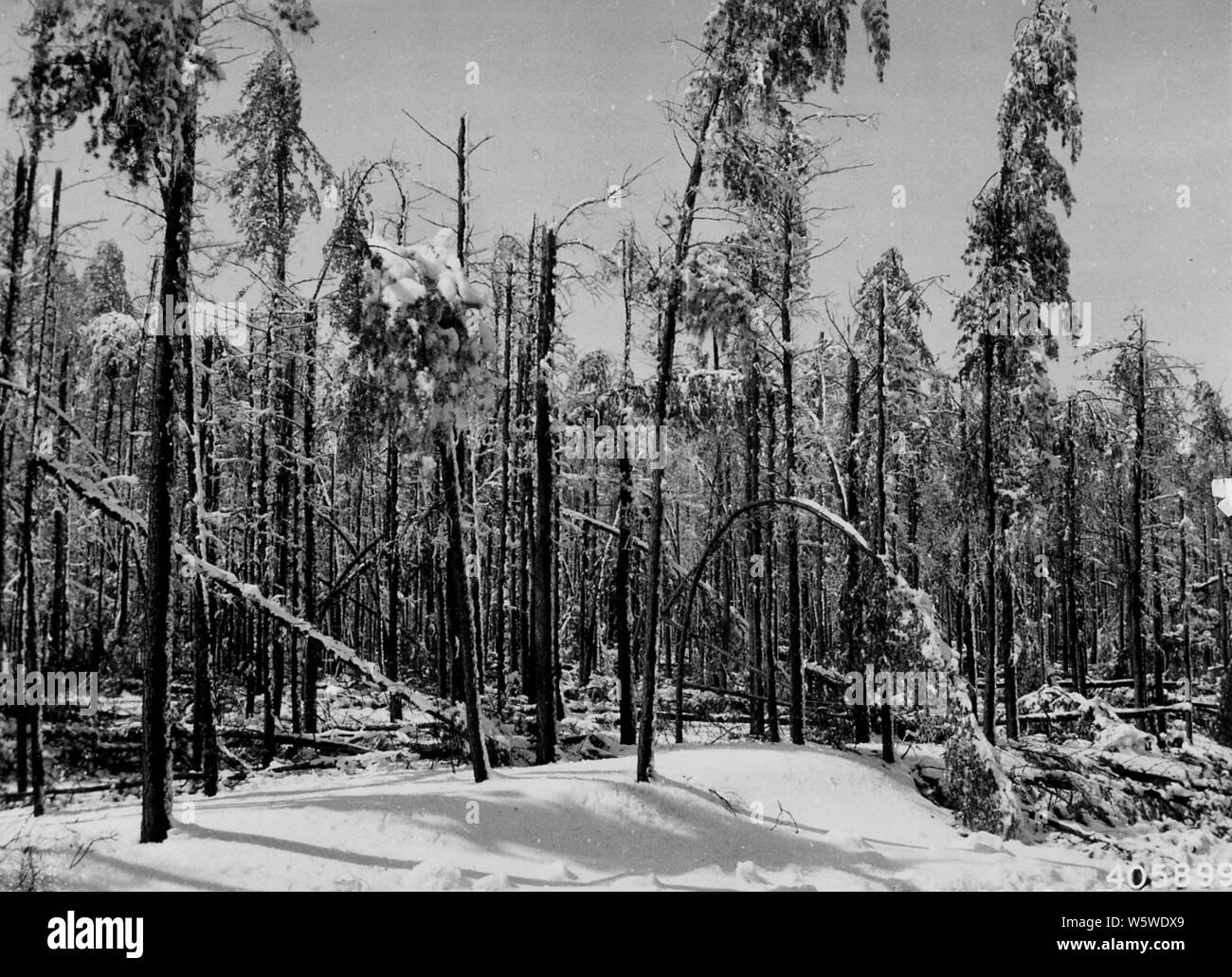 Photograph of Sleet Storm in Jack Pine Pole Stands; Scope and content ...