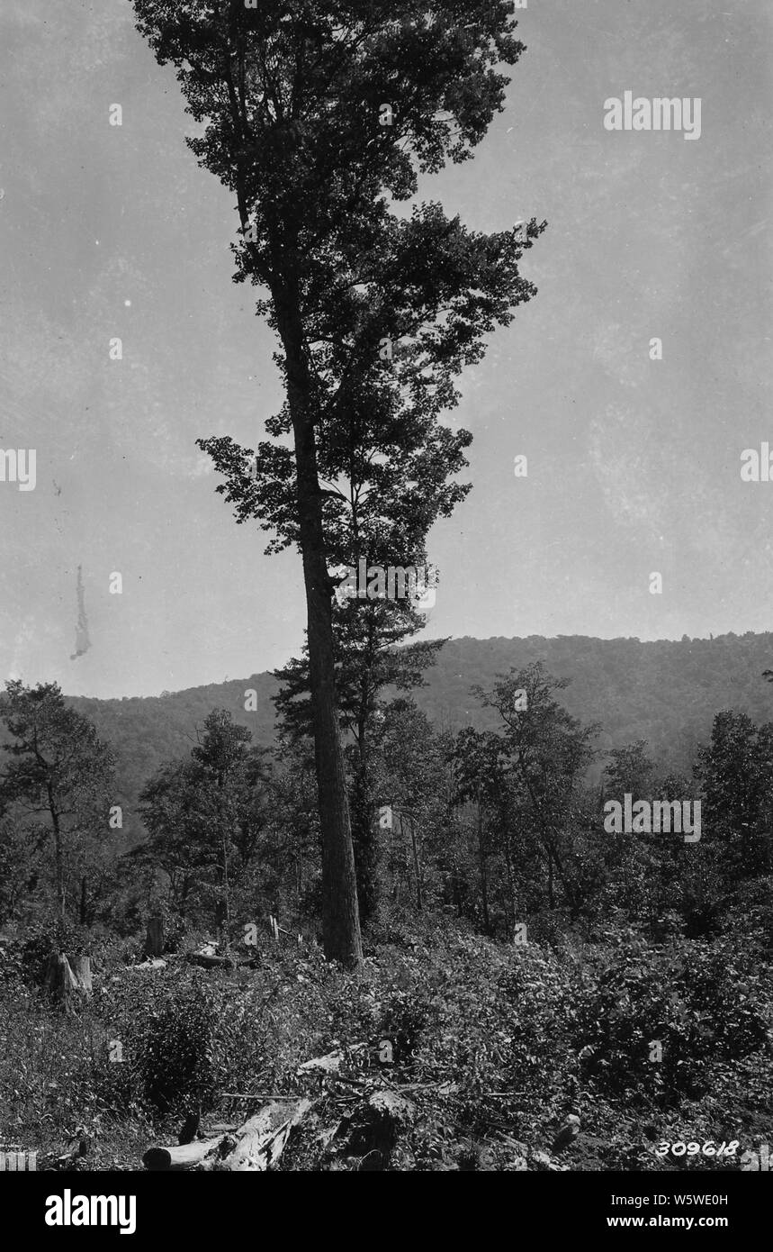 Photograph of Soft Maple; Scope and content: Original caption: Soft ...