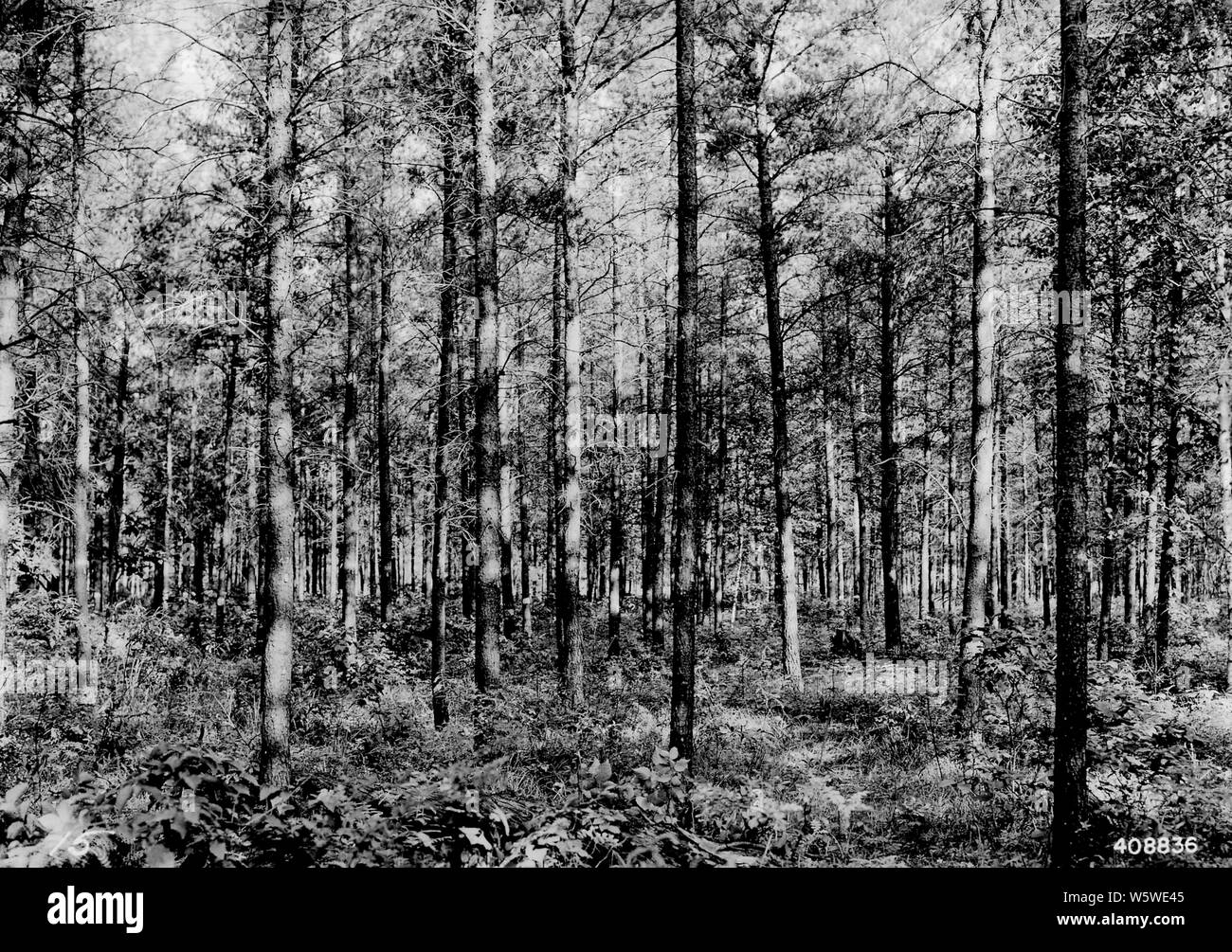 Photograph of Stand of Jack Pine; Scope and content: Original caption ...