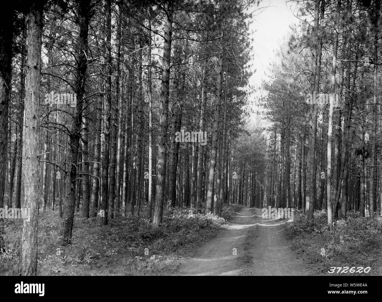 Old red pine Black and White Stock Photos & Images - Alamy