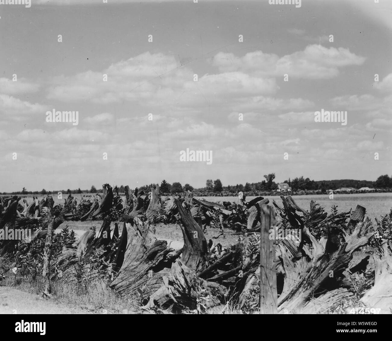 Stump fence around fields on a farm near white cloud hi-res stock ...