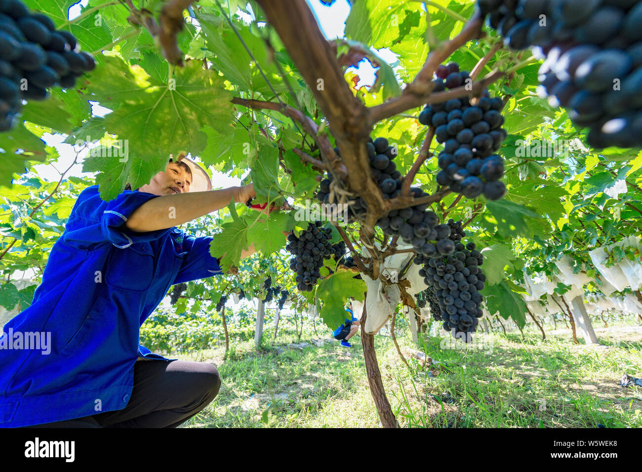 Grapes farming china hi-res stock photography and images - Alamy