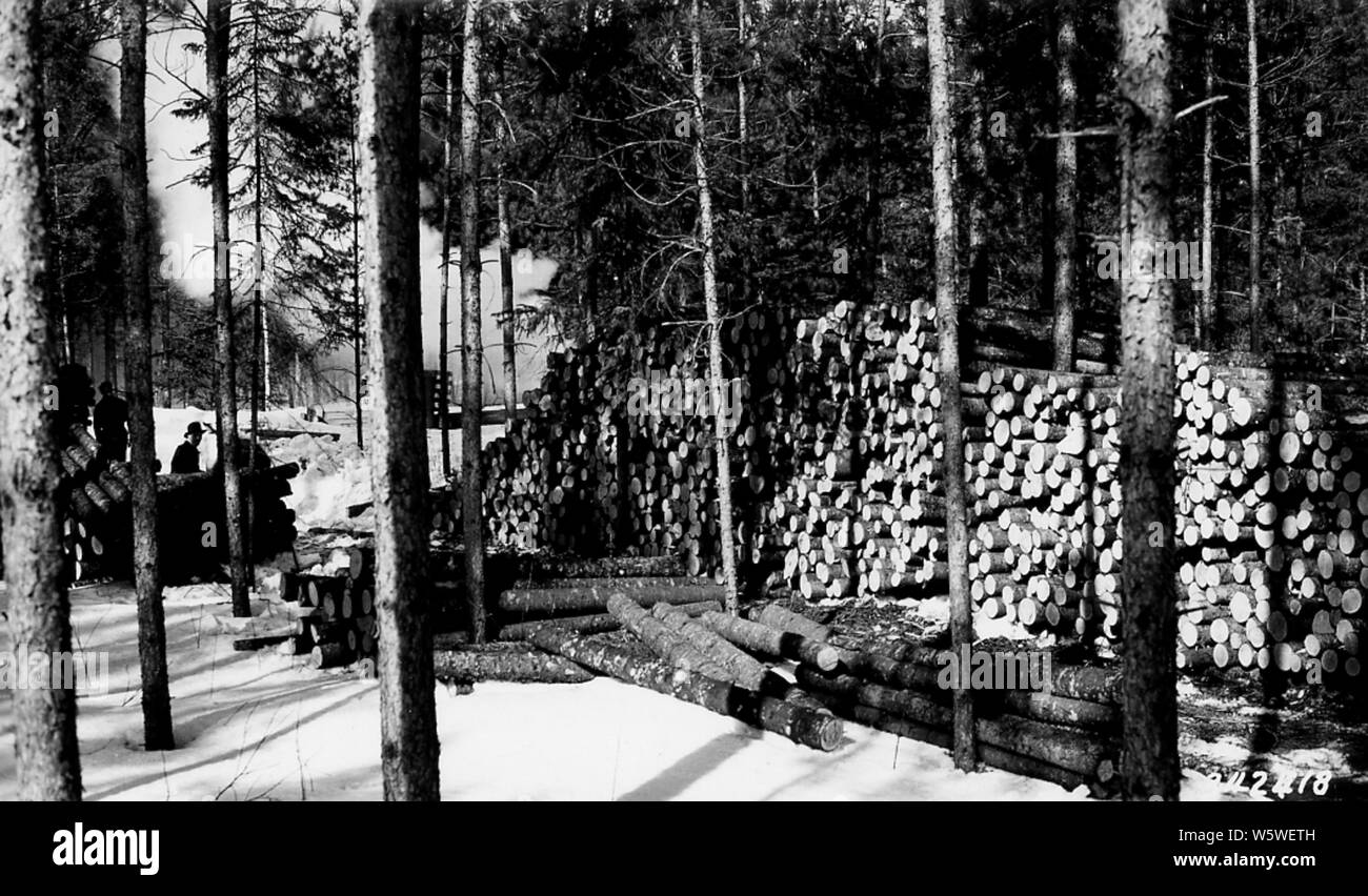 Photograph of Timber Sales; Scope and content: Original caption: Timber ...