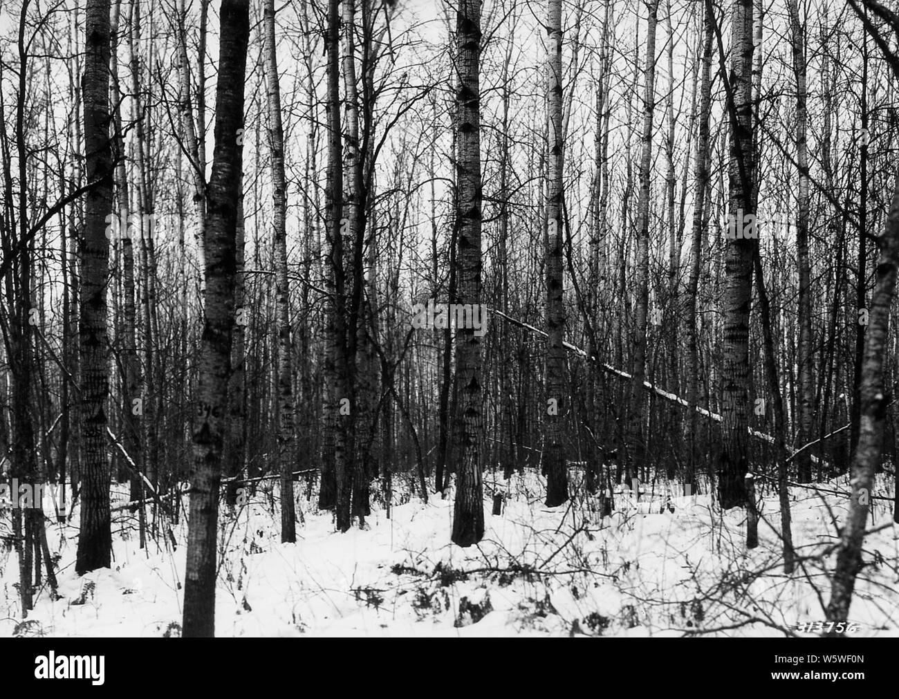 Photograph of Tree Cutting; Scope and content: Original caption: 206 ...