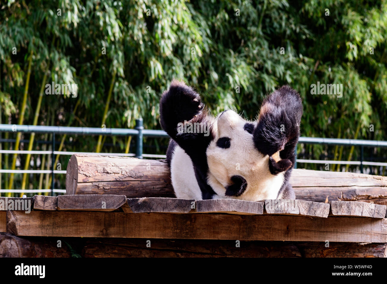 A giant panda rolls as it gets up on the wrong side of the bed at the Beijing zoo in Beijing ...