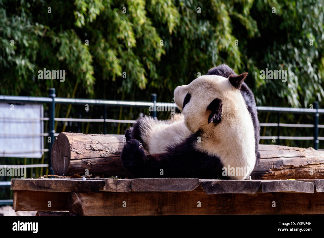 A giant panda rolls as it gets up on the wrong side of the bed at the ...