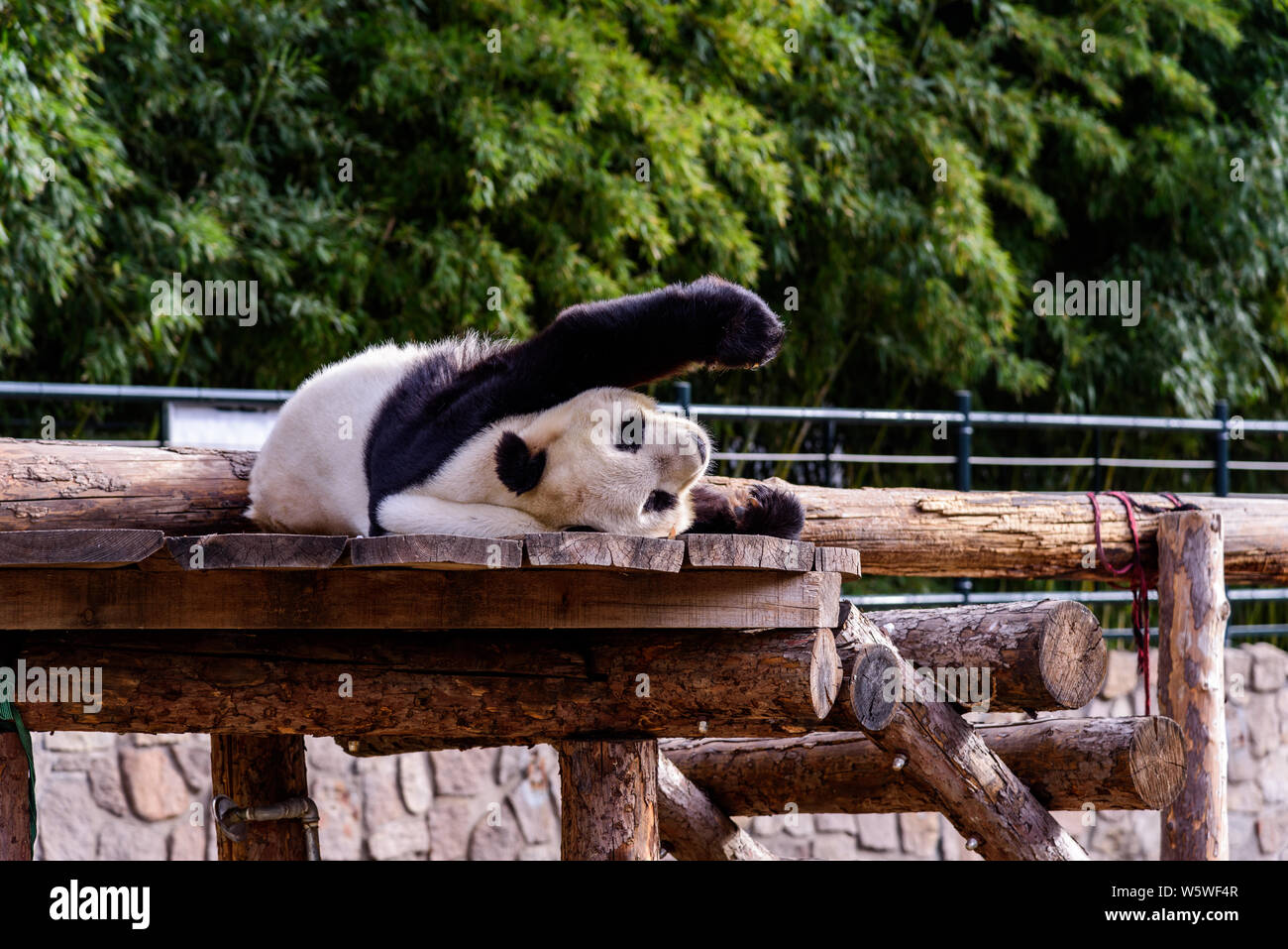 A giant panda rolls as it gets up on the wrong side of the bed at the ...