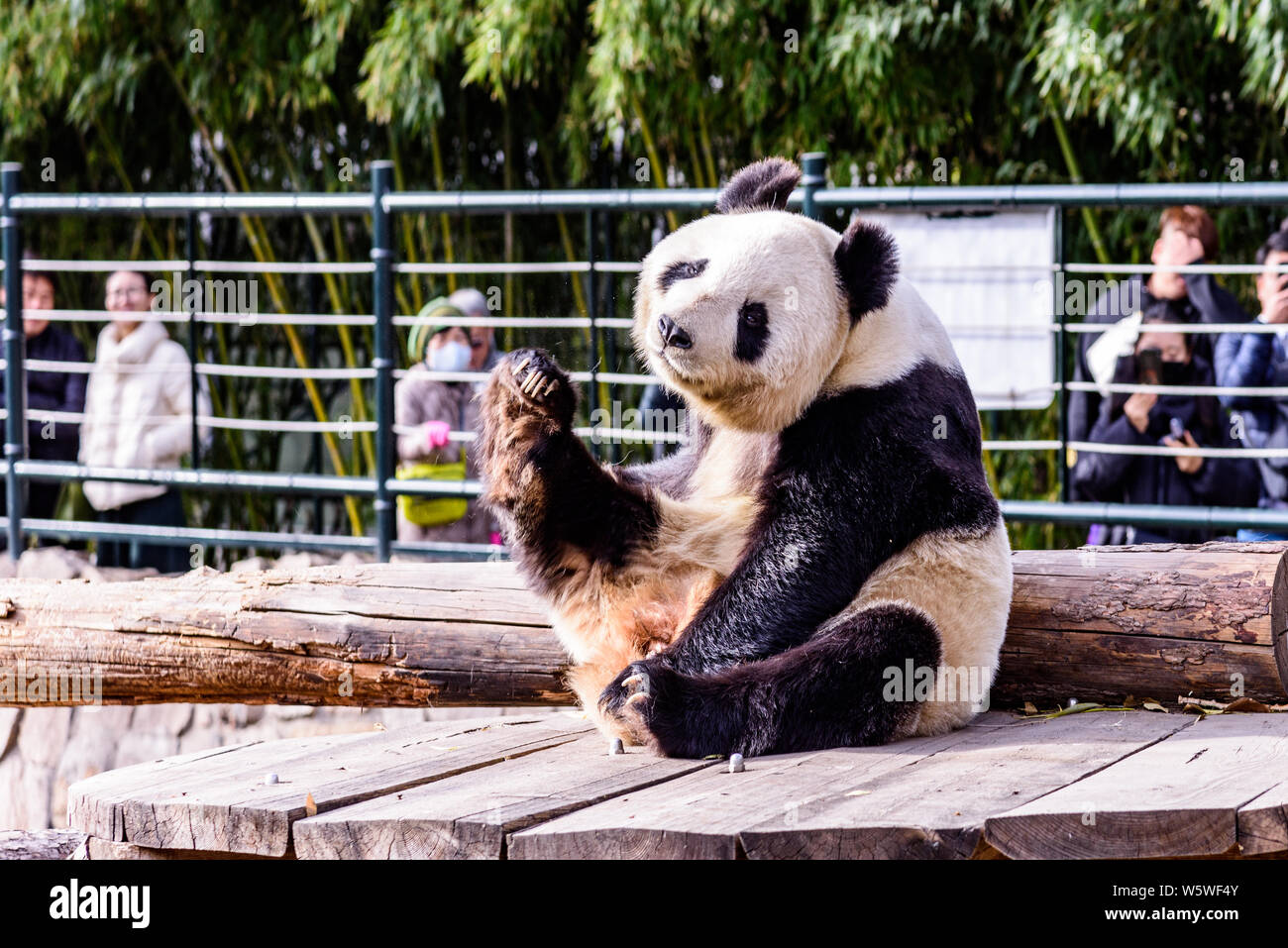 A giant panda stretches itself after getting up on the wrong side of ...