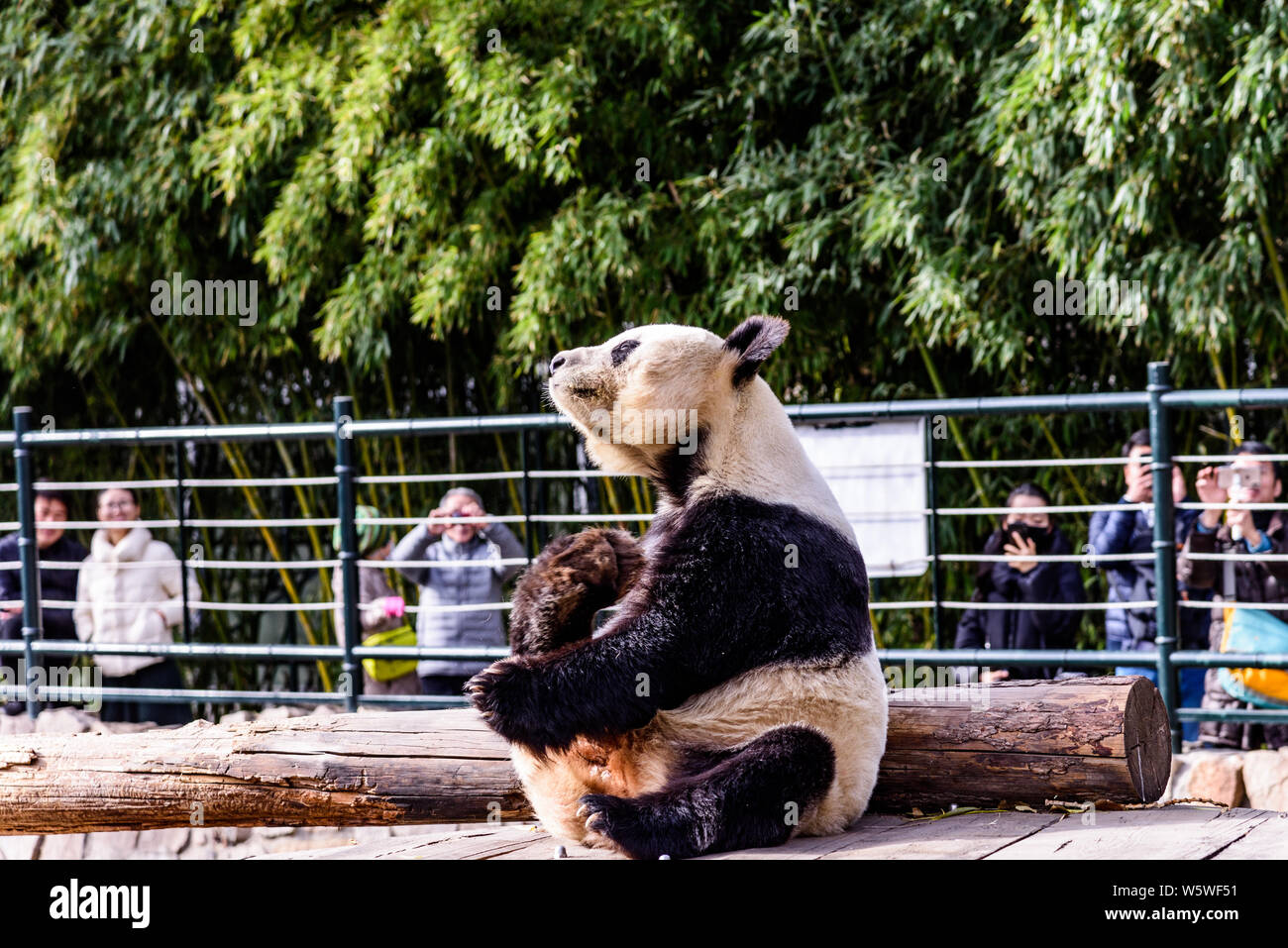 A giant panda stretches itself after getting up on the wrong side of ...