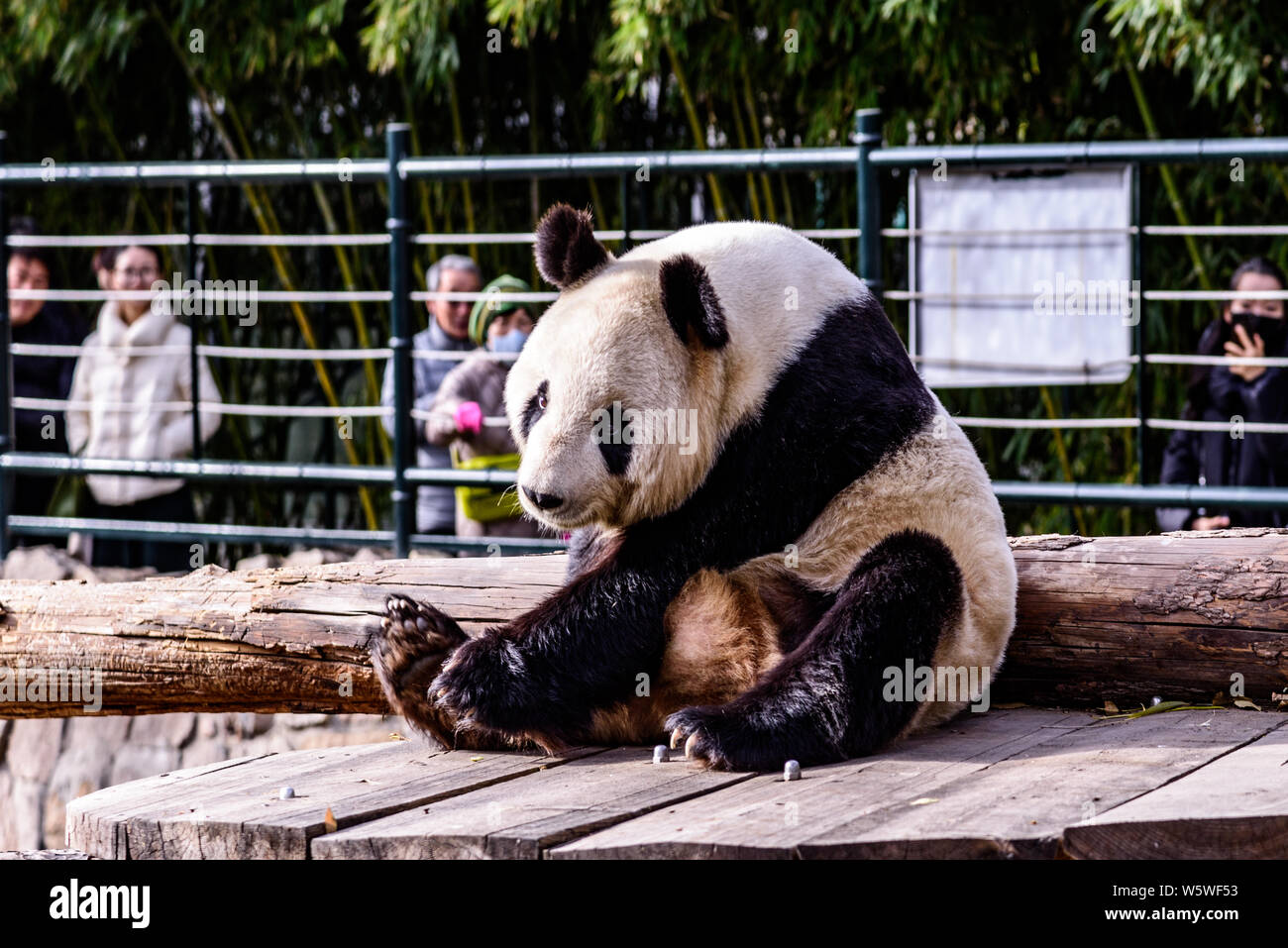 A giant panda stretches itself after getting up on the wrong side of ...
