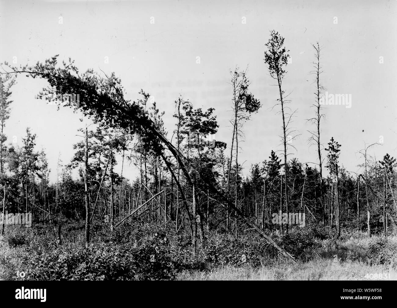 Photograph of Trees Left That Were Too Small to Utilize; Scope and ...
