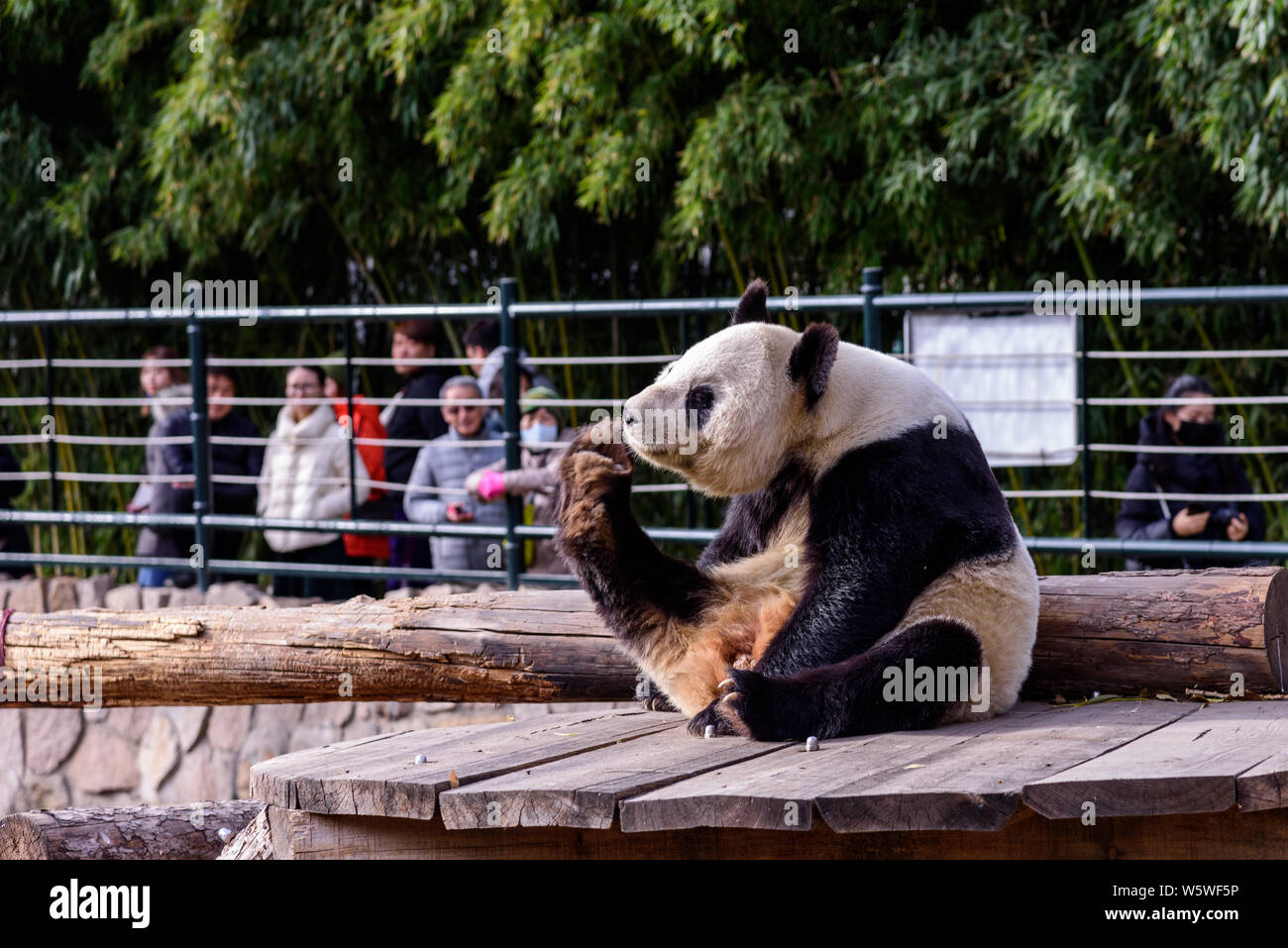 A giant panda stretches itself after getting up on the wrong side of ...