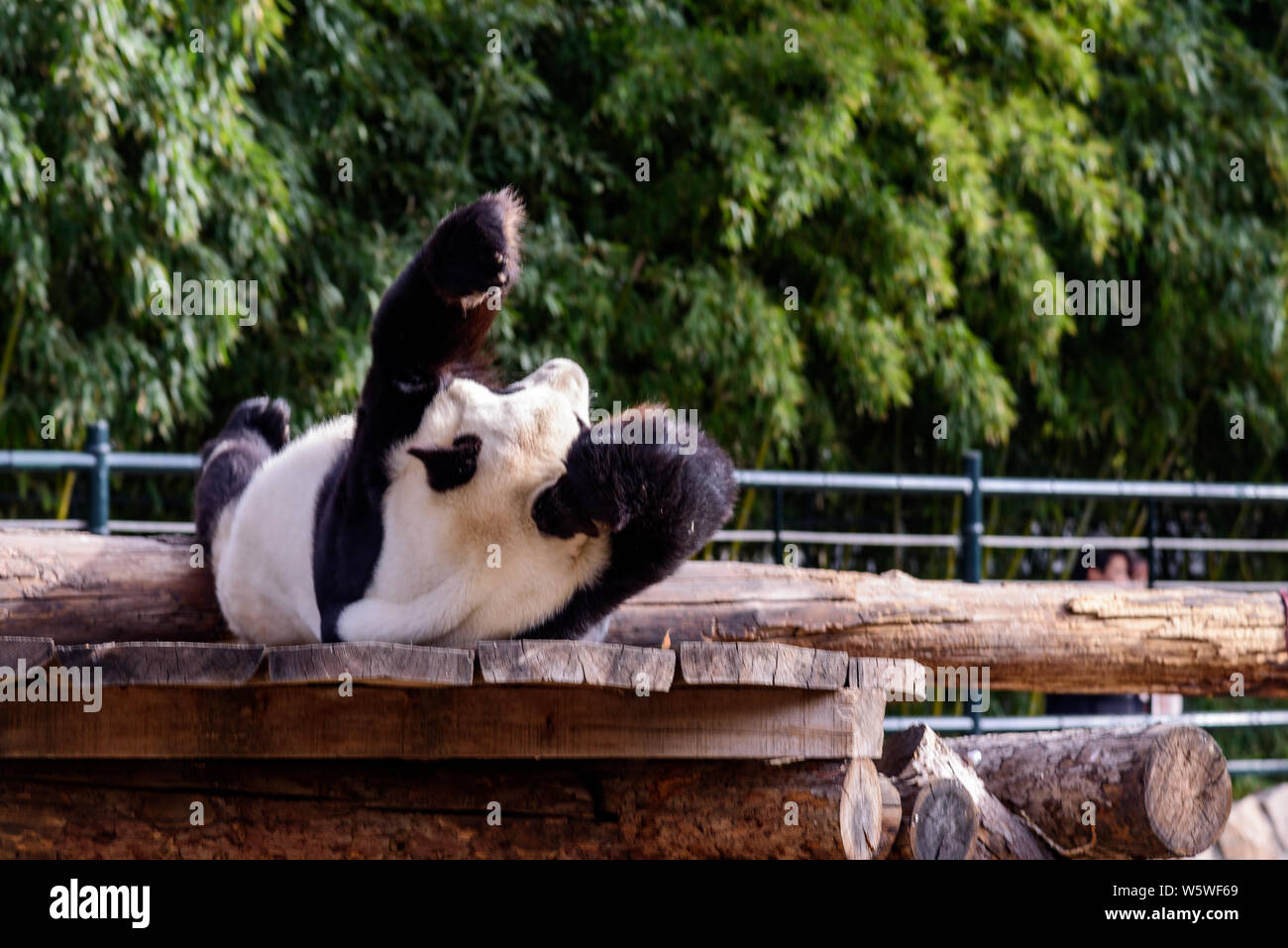 A giant panda rolls as it gets up on the wrong side of the bed at the ...