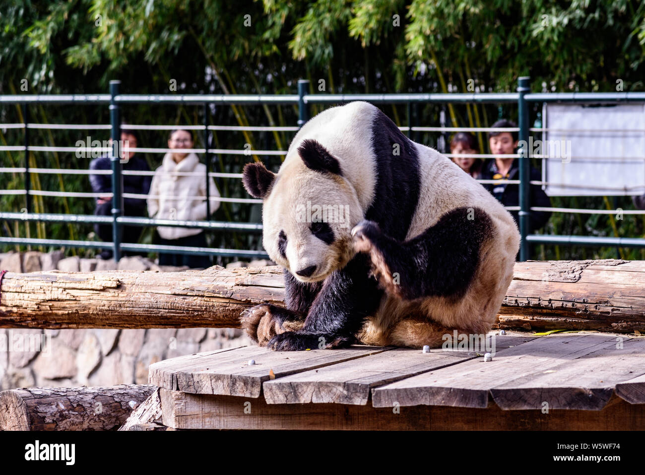 A giant panda stretches itself after getting up on the wrong side of ...
