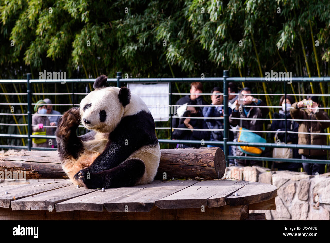 A giant panda stretches itself after getting up on the wrong side of ...