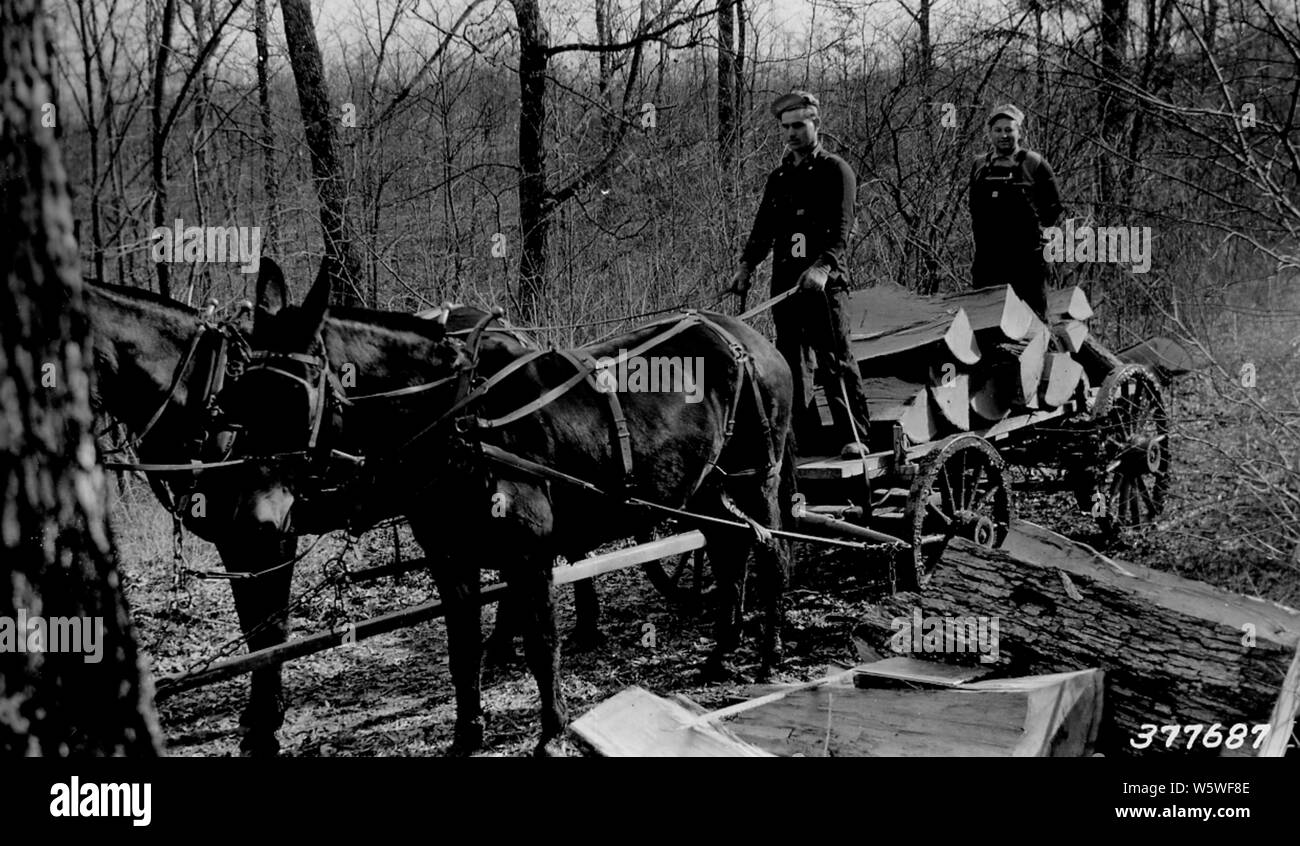 Photograph of Unloading Stave Bolts from a Wagon; Scope and content ...