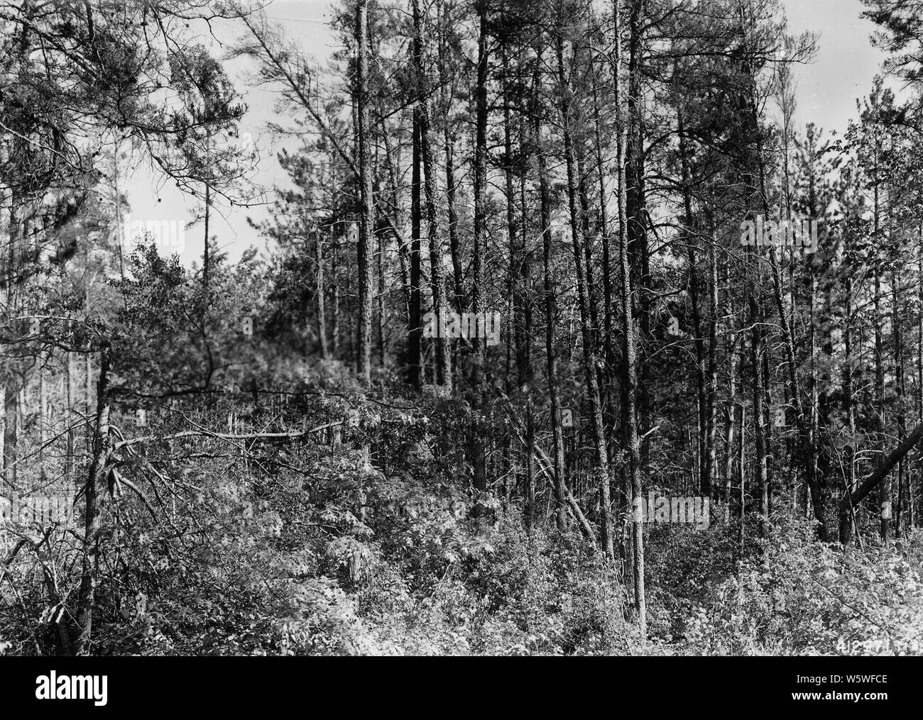 Photograph of Typical 90 Year Old Jack Pine; Scope and content ...