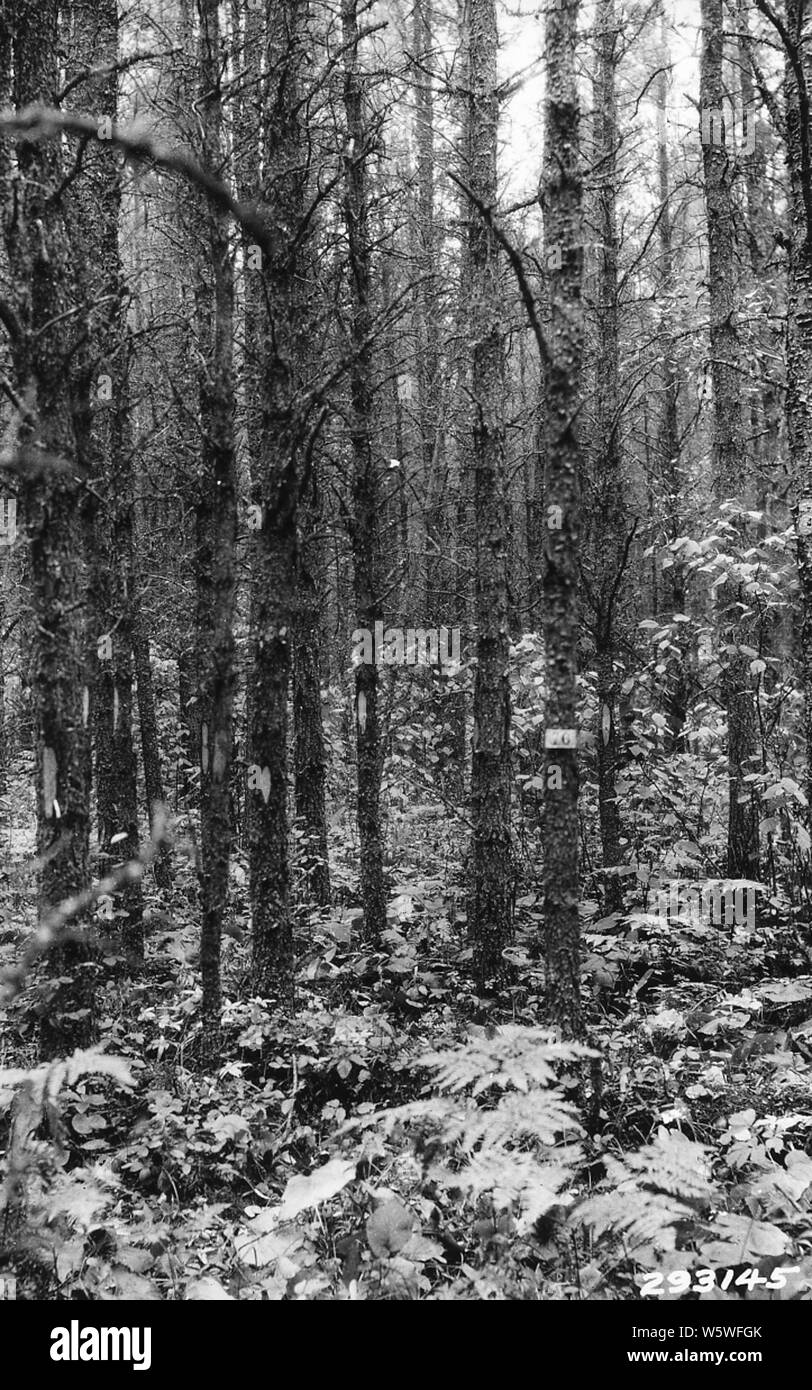Photograph of Unthinned Jack Pine; Scope and content: Original caption ...