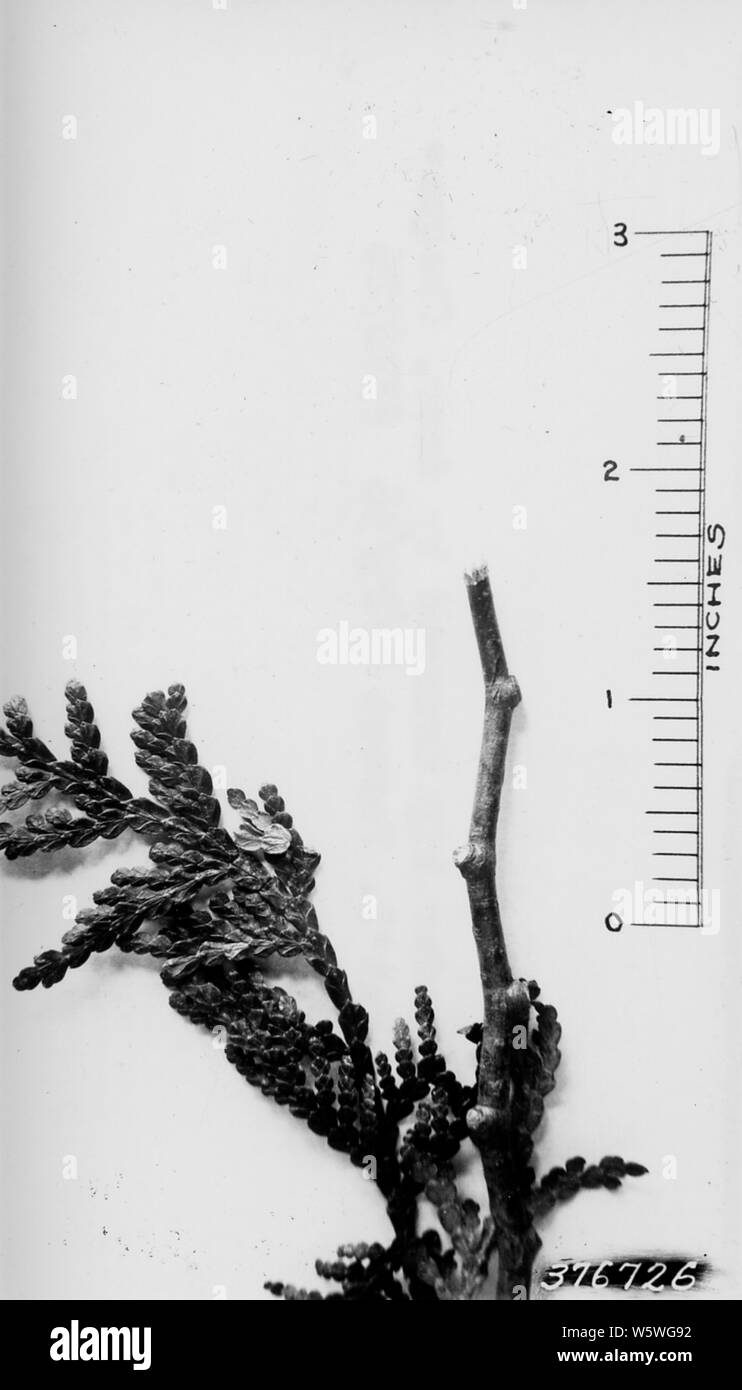 Photograph of White Cedar Tip Browsed by Deer; Scope and content ...
