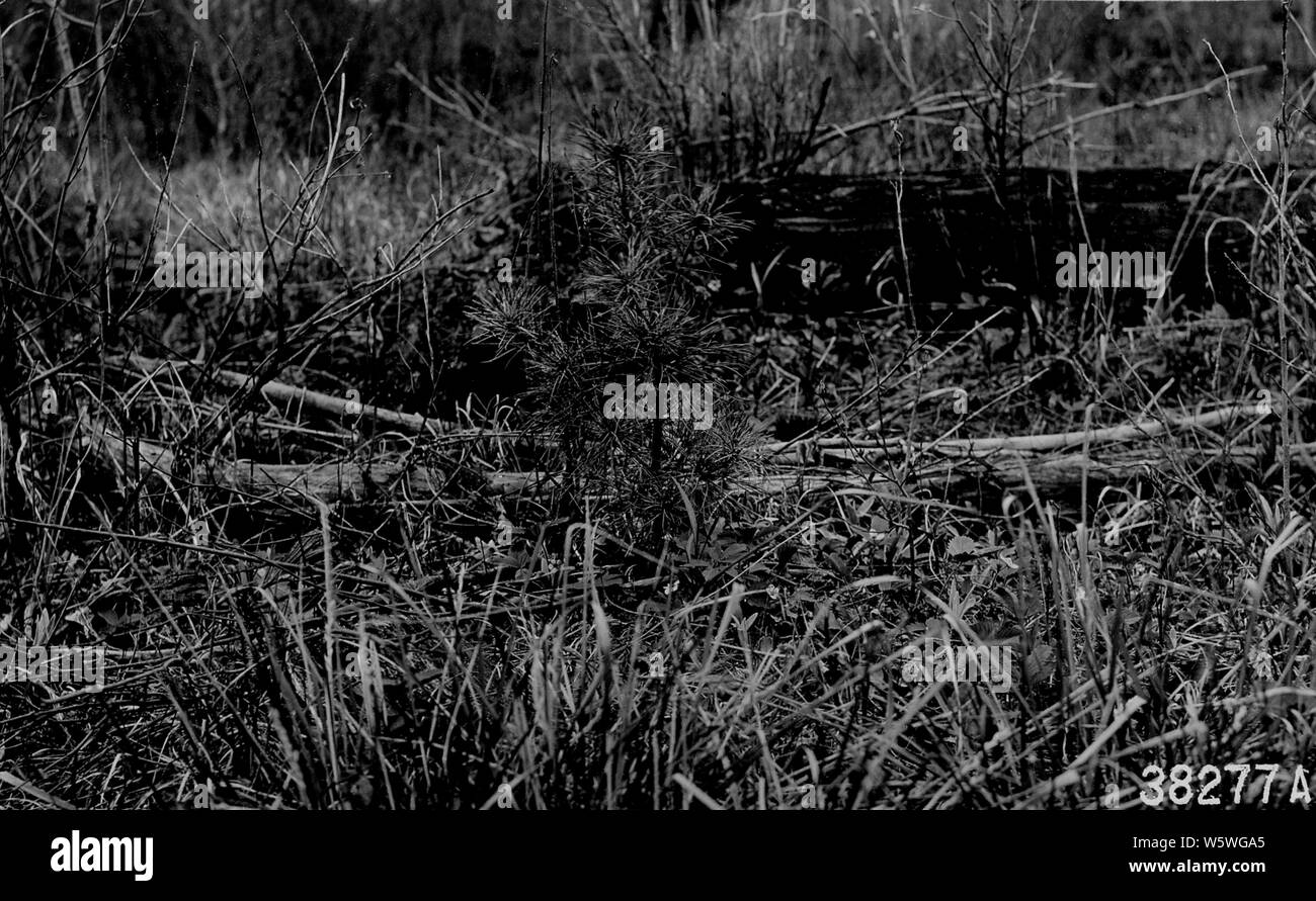 Photograph of White Pine; Scope and content: Original caption: White ...