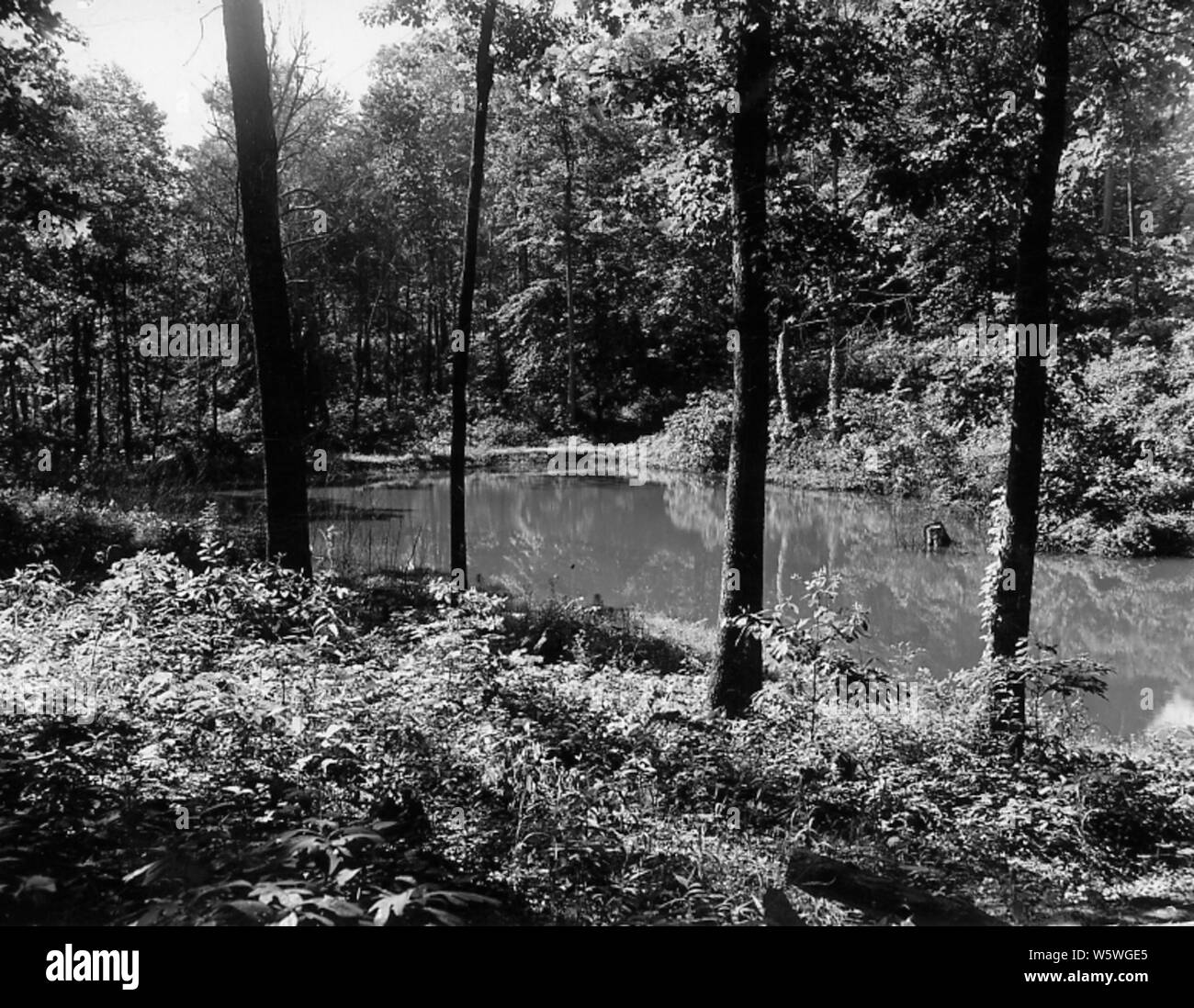 Photograph of Wildlife Pond in Hardwood Timber; Scope and content ...