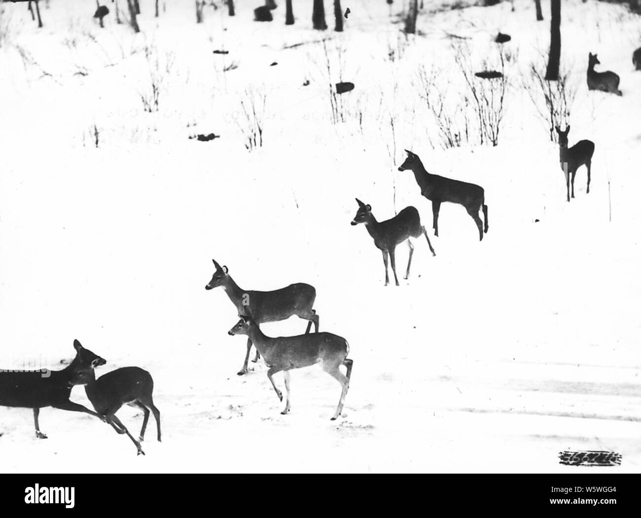 Photograph of White Tailed Deer in Winter Yard on Nicolet National ...
