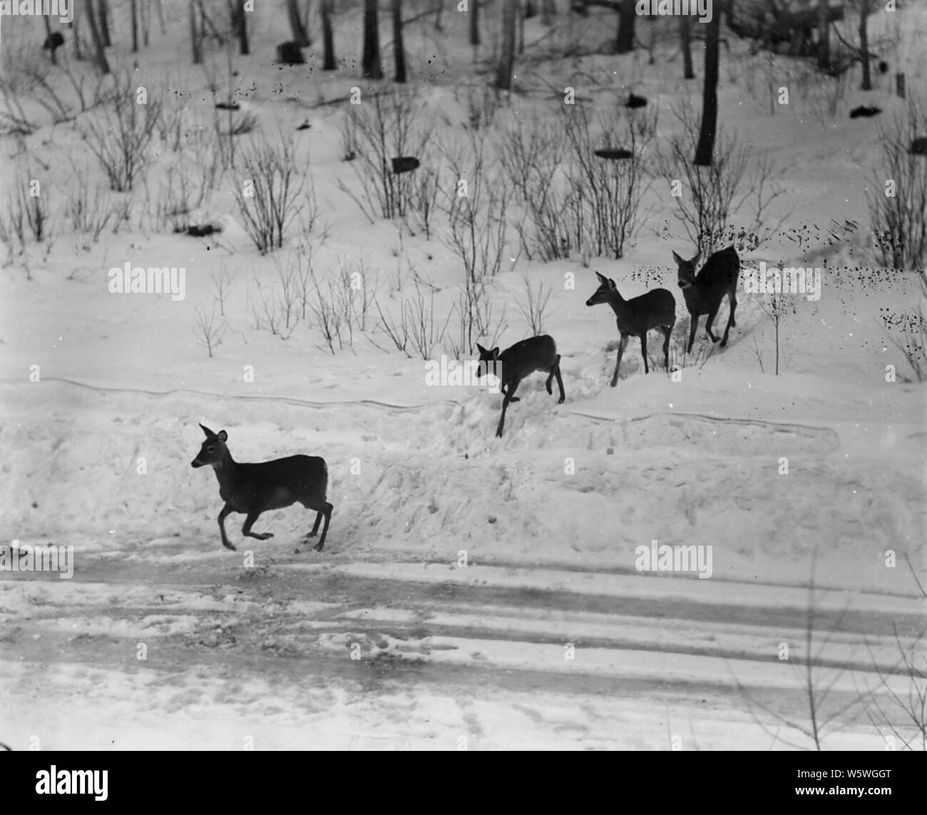 Photograph of White Tailed Deer in Winter Yard; Scope and content ...