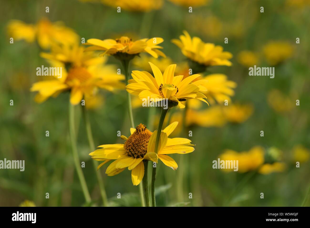 ordinary yellow Sunhat flower Stock Photo - Alamy