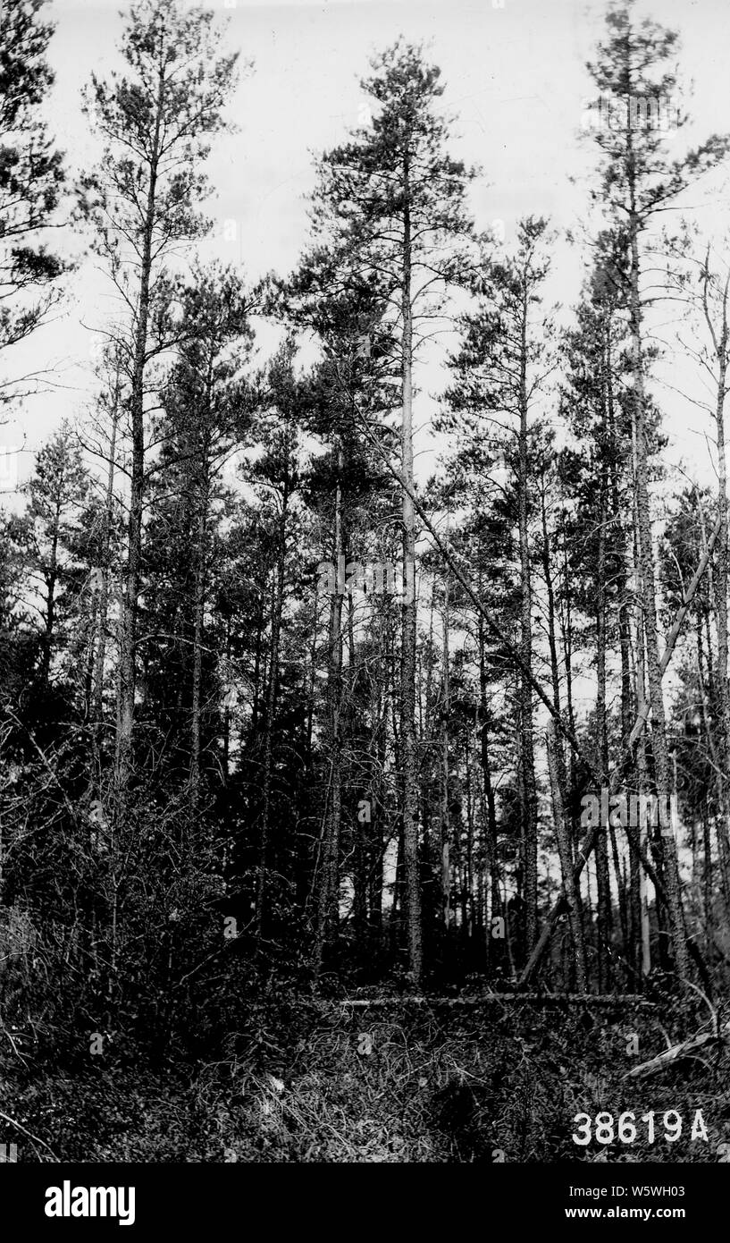 Photograph of a 40 Year-Old Stand of Jack Pine; Scope and content ...